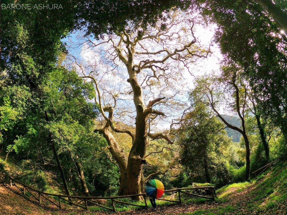 Il Platano di Curinga in concorso al “Tree of the Year” 2021 ...